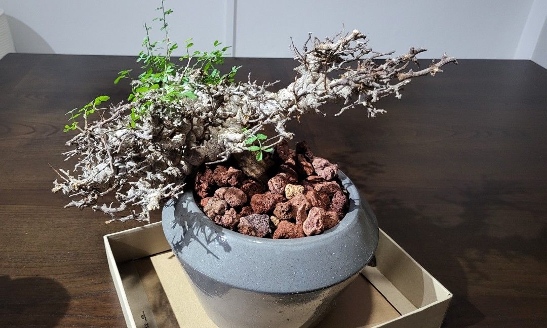 Commiphora sp eyl, Furniture & Home Living, Gardening, Plants & Seeds ...