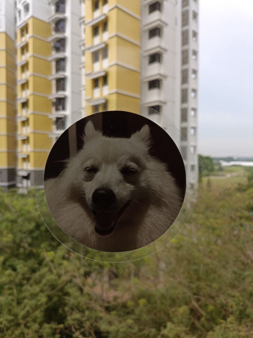 custom dog static cling decal, Car Accessories, Accessories on Carousell