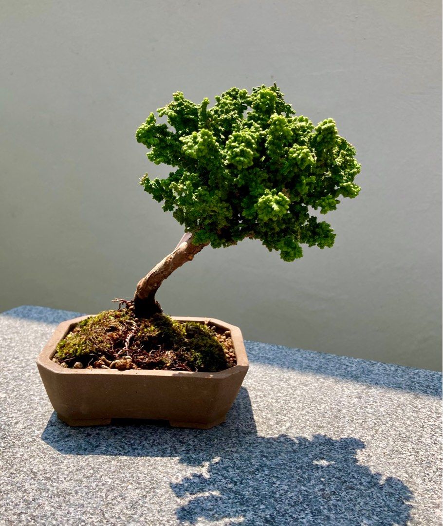 Imported Japanese Hinoki Bonsai, Furniture & Home Living, Gardening ...