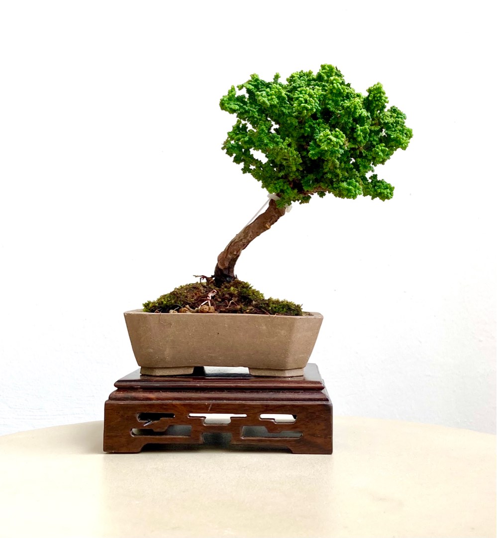 Imported Japanese Hinoki Bonsai, Furniture & Home Living, Gardening ...