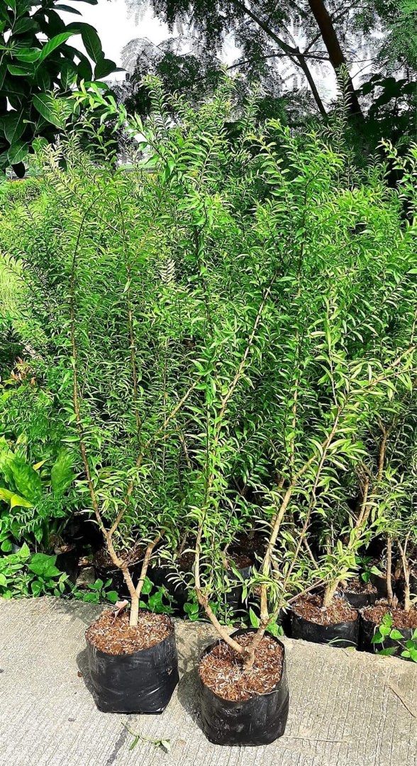 Japanese Suamei/Water Jasmine, Furniture & Home Living, Gardening ...