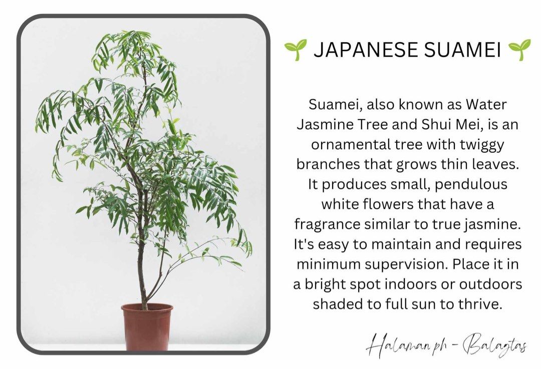 Japanese Suamei/Water Jasmine, Furniture & Home Living, Gardening ...
