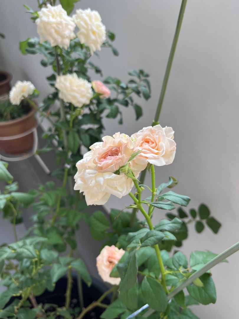 Keira Rose, Furniture & Home Living, Gardening, Plants & Seeds on Carousell