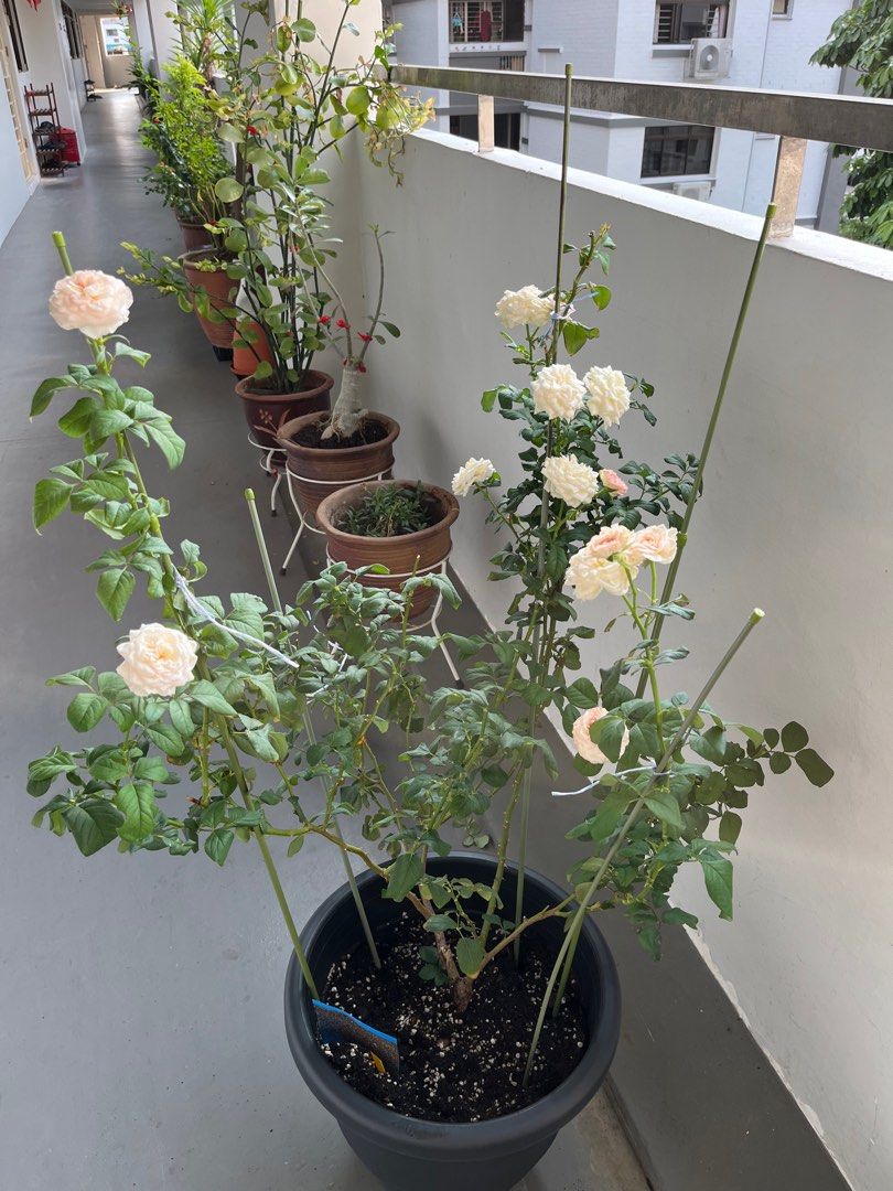 Keira Rose, Furniture & Home Living, Gardening, Plants & Seeds on Carousell