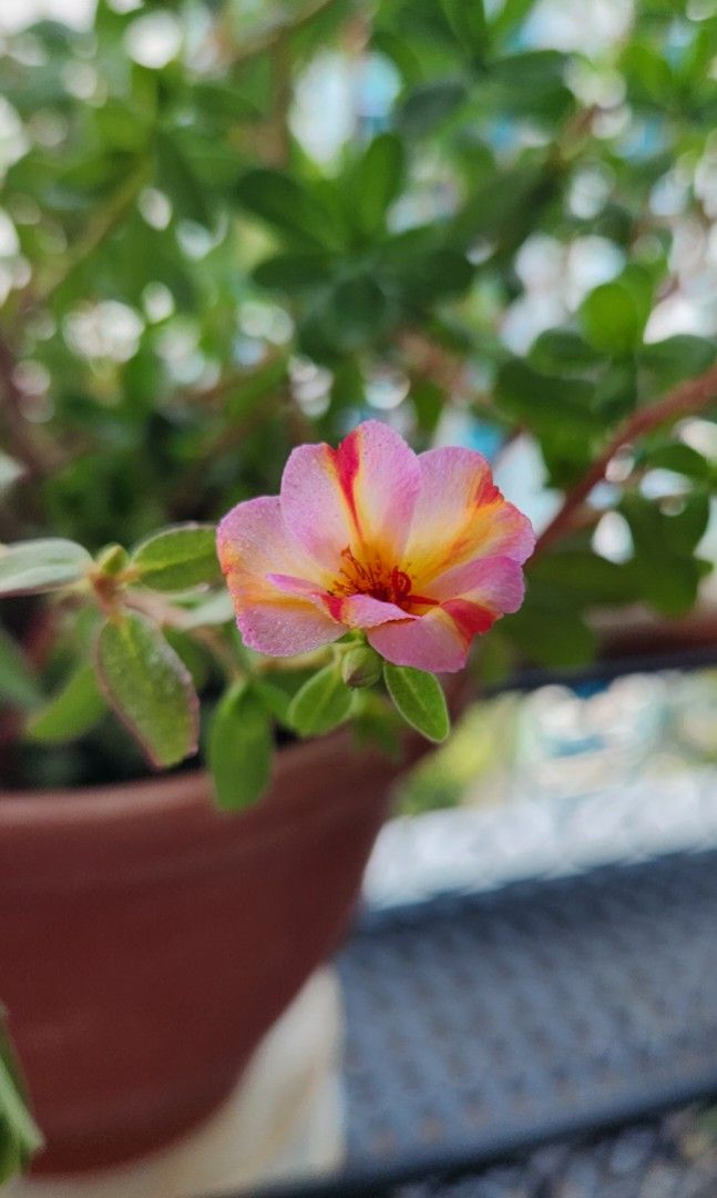 Moses Rose Plant, Furniture & Home Living, Gardening, Plants & Seeds on ...