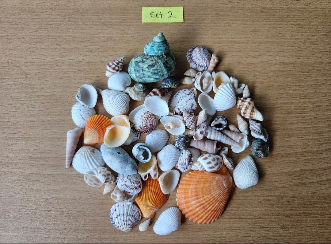 Seashells, Hobbies & Toys, Stationery & Craft, Other Stationery & Craft ...