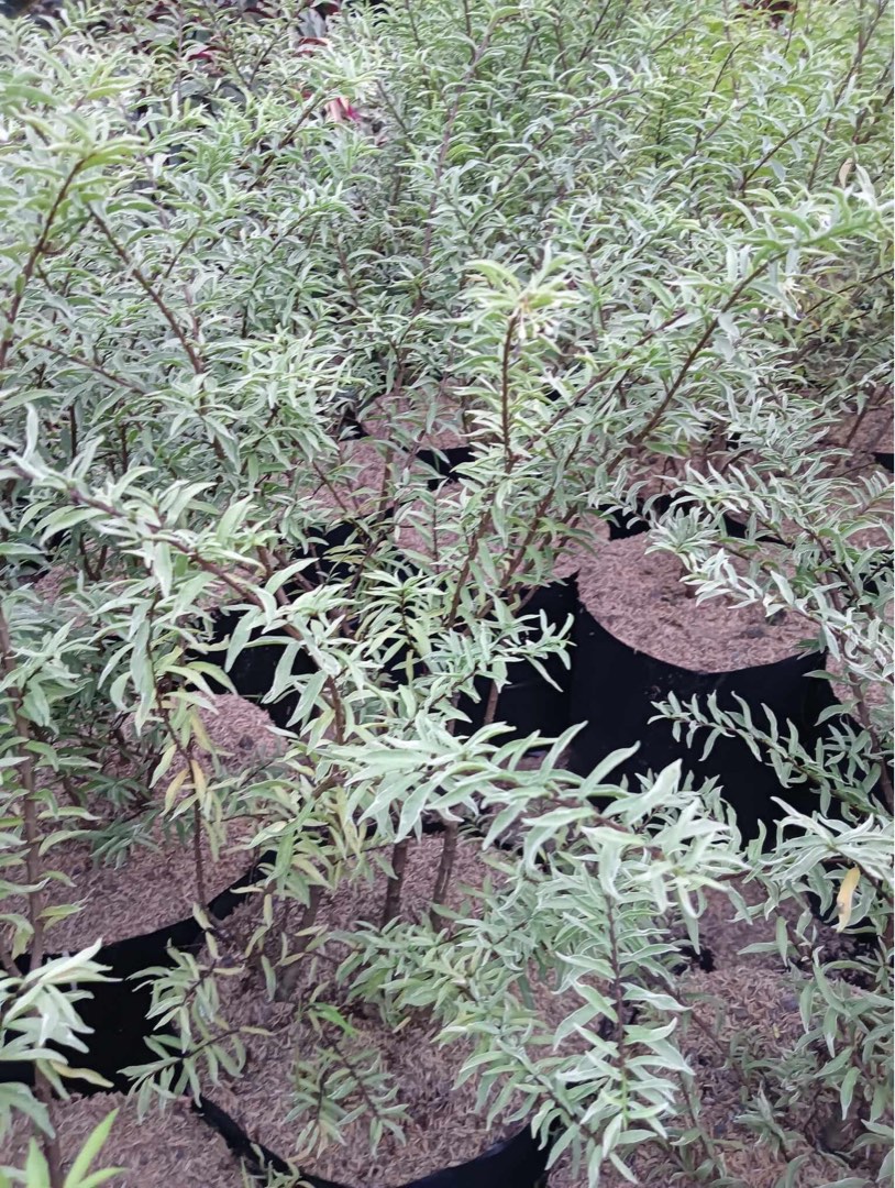 Silver Suamei/Water Jasmine, Furniture & Home Living, Gardening, Plants ...