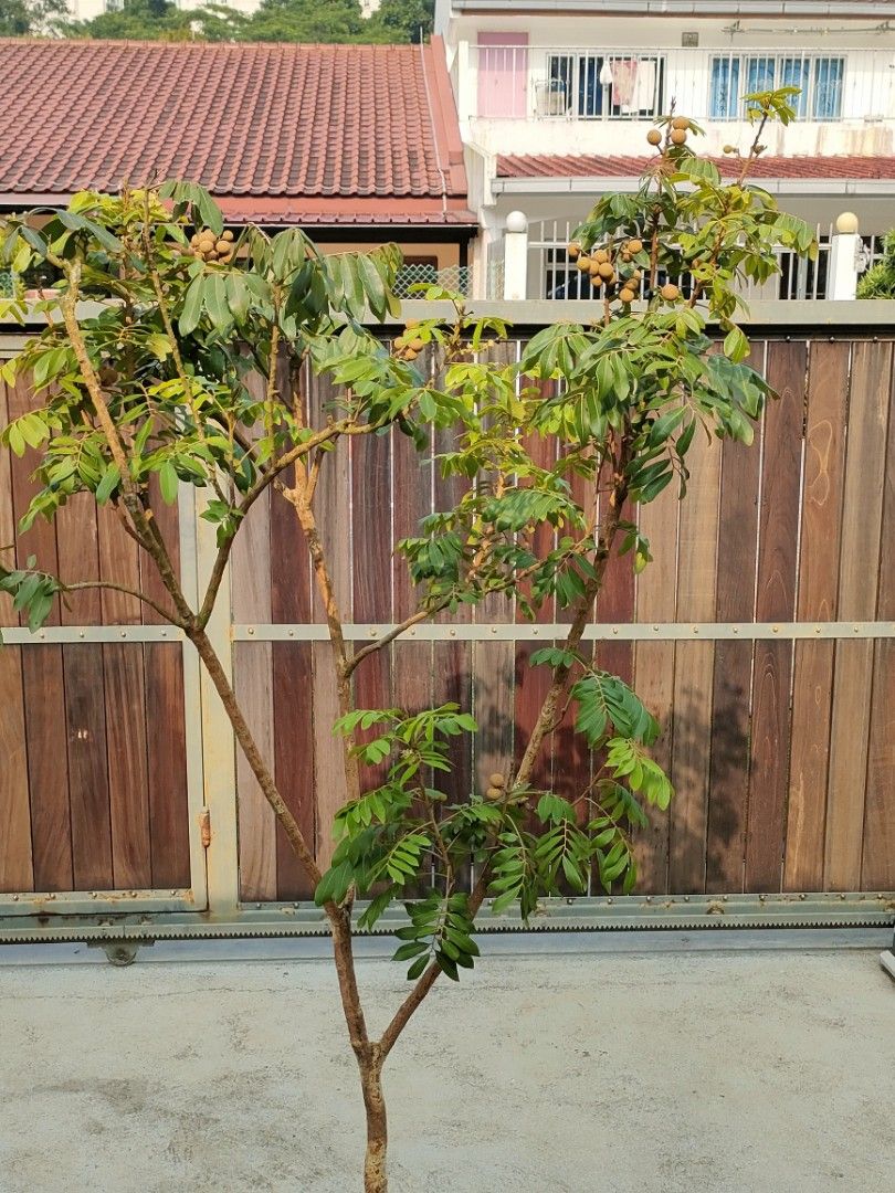 Taiwan four seasons longan, Furniture & Home Living, Gardening, Plants ...