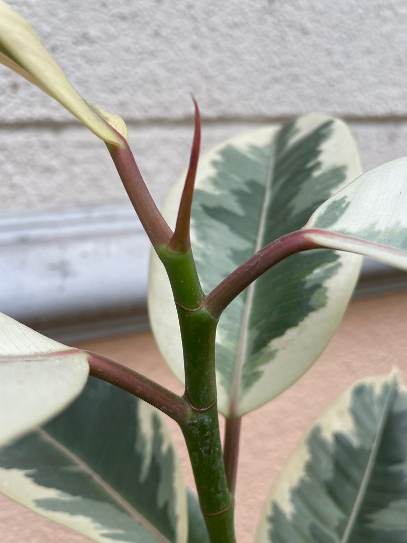 Tall White Tineke Rubber Tree FOR SALE, Furniture & Home Living ...