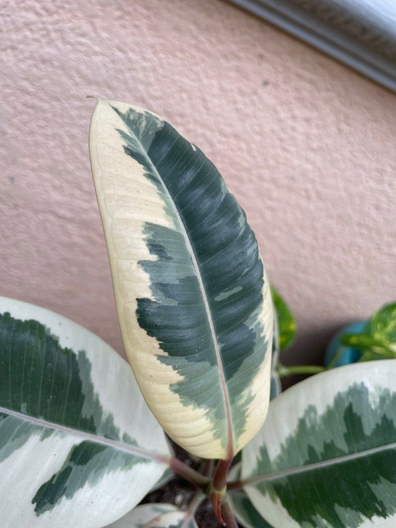 Tall White Tineke Rubber Tree FOR SALE, Furniture & Home Living ...