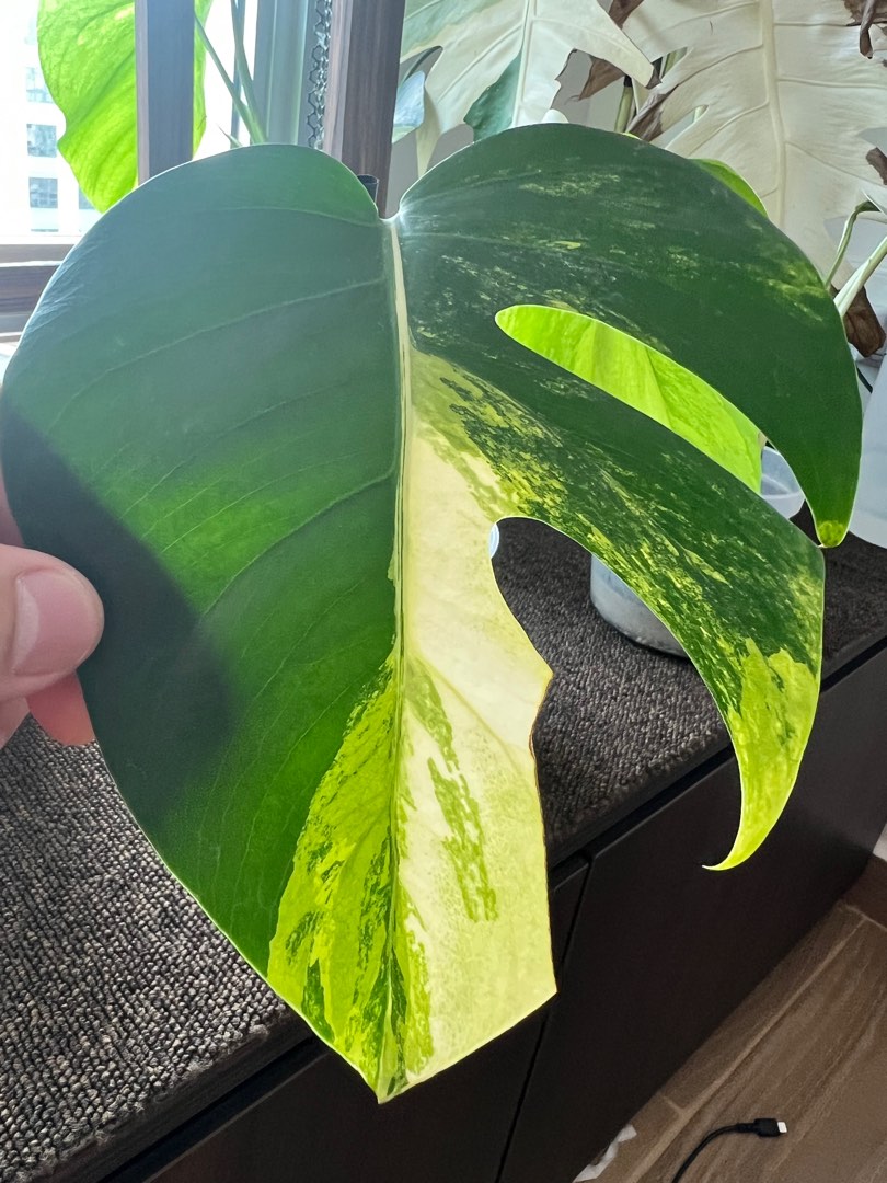 Tri-color genes Monstera Borsigna Aurea, Furniture & Home Living ...