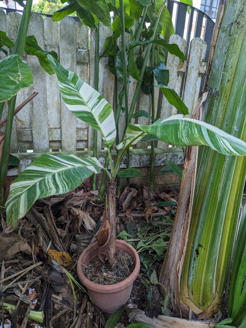 Variegated banana, Musa, Furniture & Home Living, Gardening, Plants ...