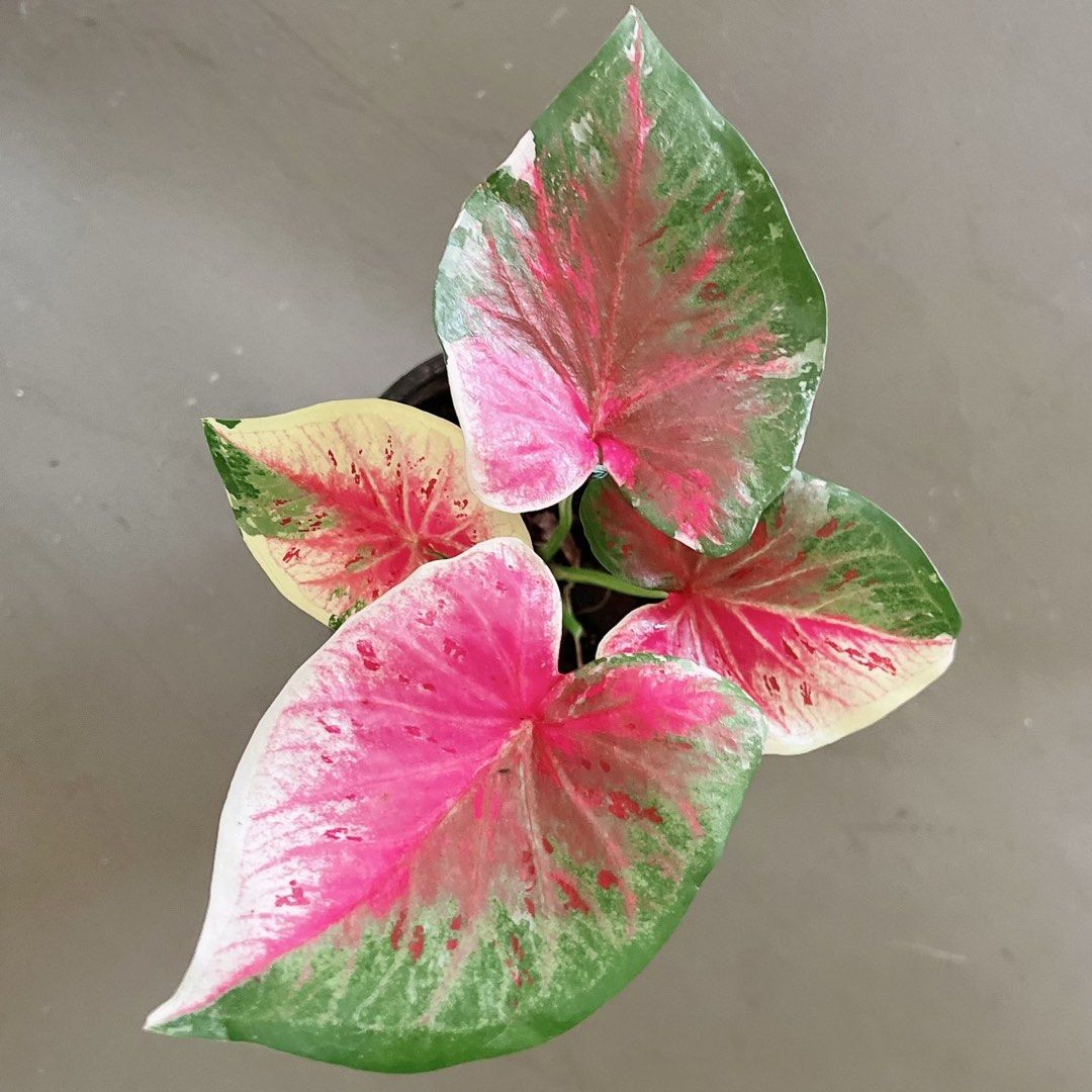 Camilla Caladium / variegated plant , Furniture & Home Living ...