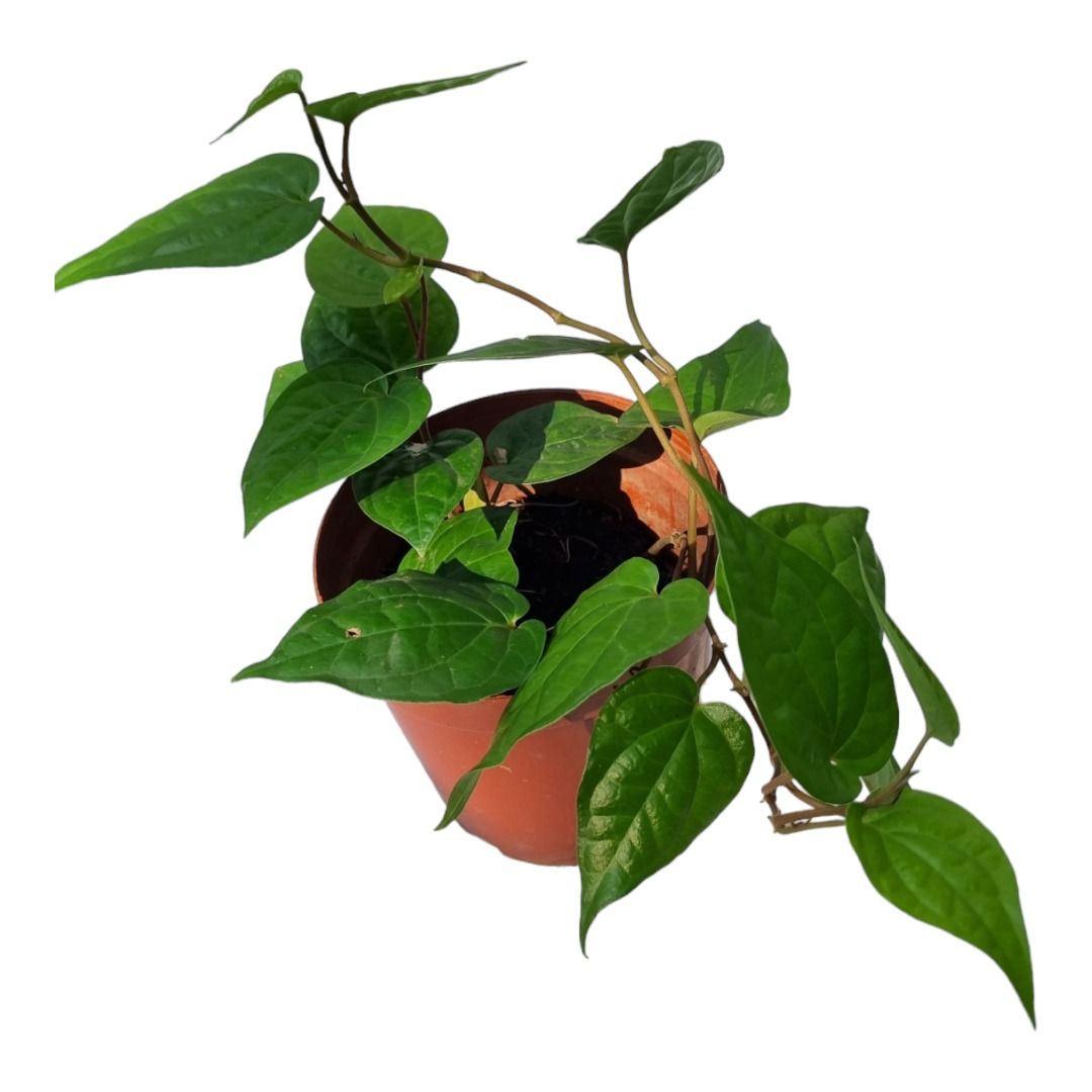 Edible Betel Leaf Plant, Pokok Daun Sirih For Sale, Furniture & Home ...