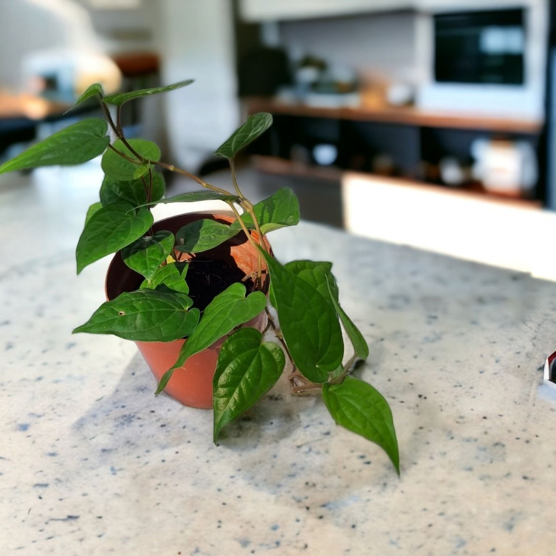 Edible Betel Leaf Plant, Pokok Daun Sirih For Sale, Furniture & Home ...