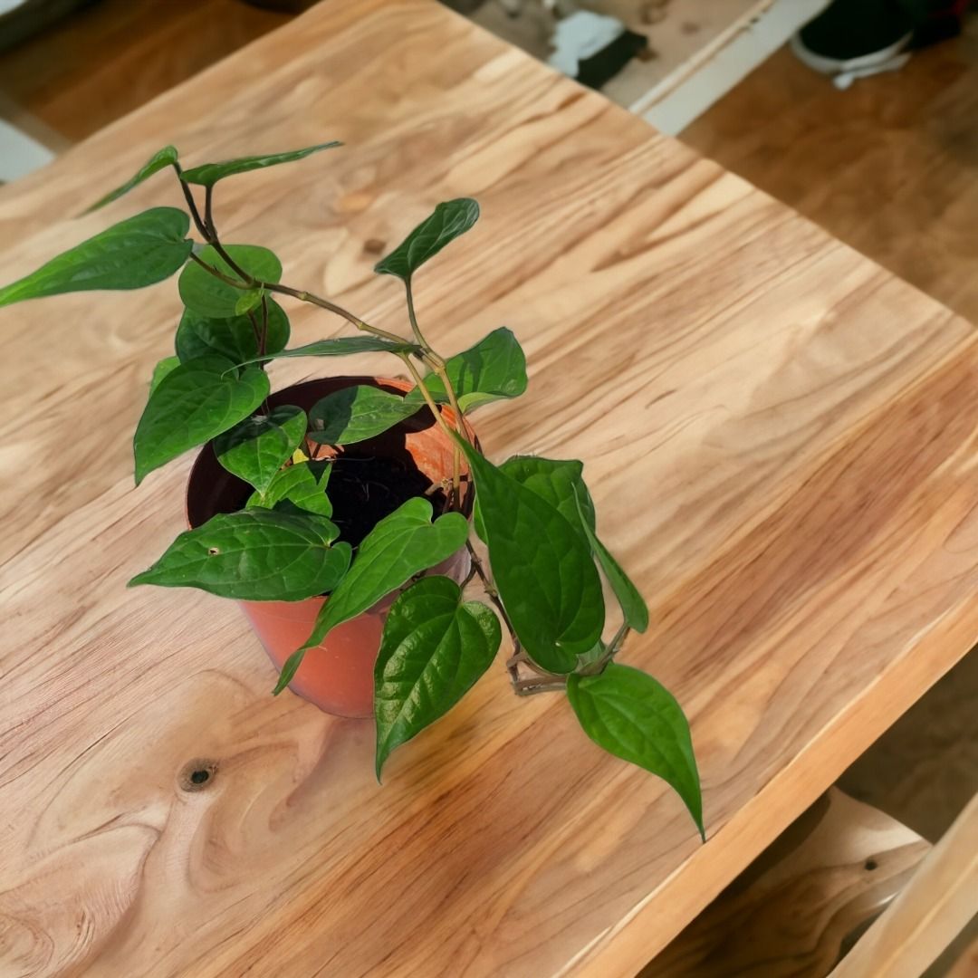 Edible Betel Leaf Plant, Pokok Daun Sirih For Sale, Furniture & Home ...
