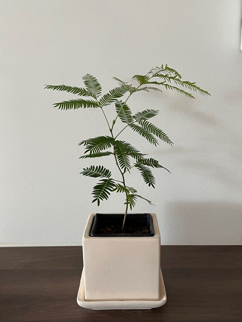 Everfresh Tree with Pot, Furniture & Home Living, Gardening, Plants ...