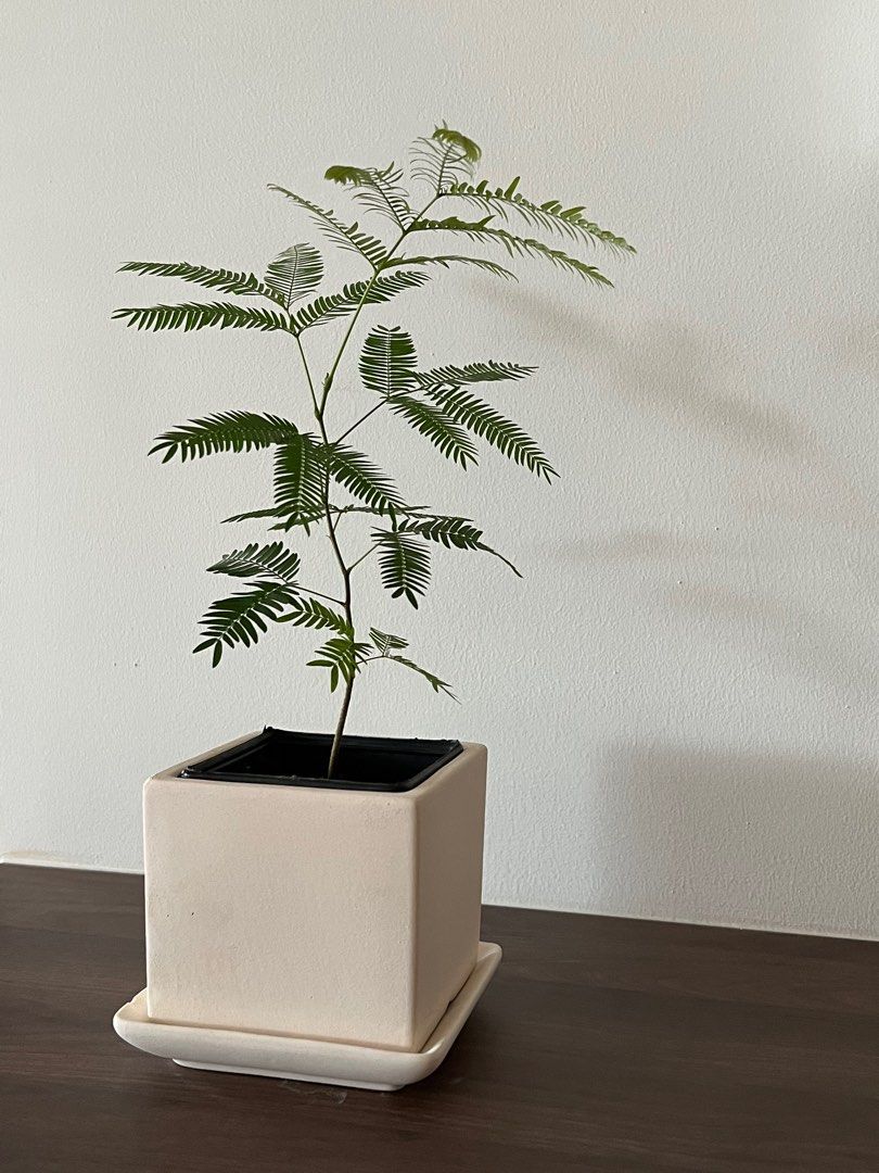 Everfresh Tree with Pot, Furniture & Home Living, Gardening, Plants ...
