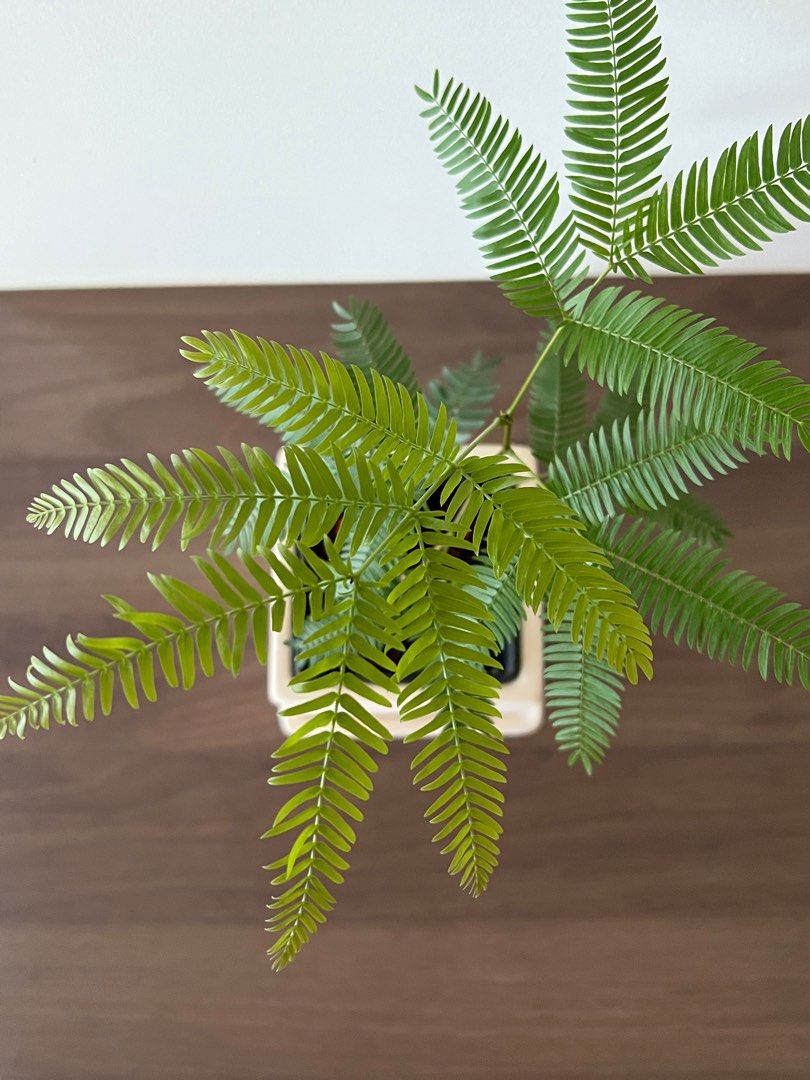 Everfresh Tree with Pot, Furniture & Home Living, Gardening, Plants ...