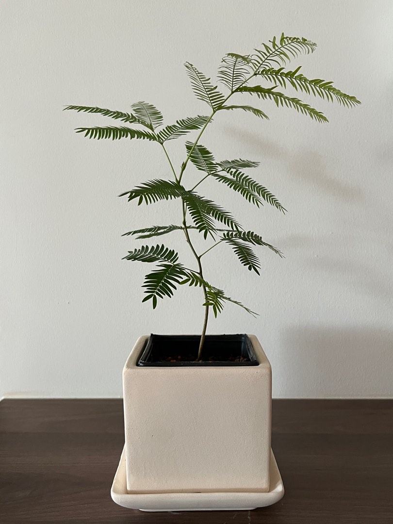 Everfresh Tree with Pot, Furniture & Home Living, Gardening, Plants ...