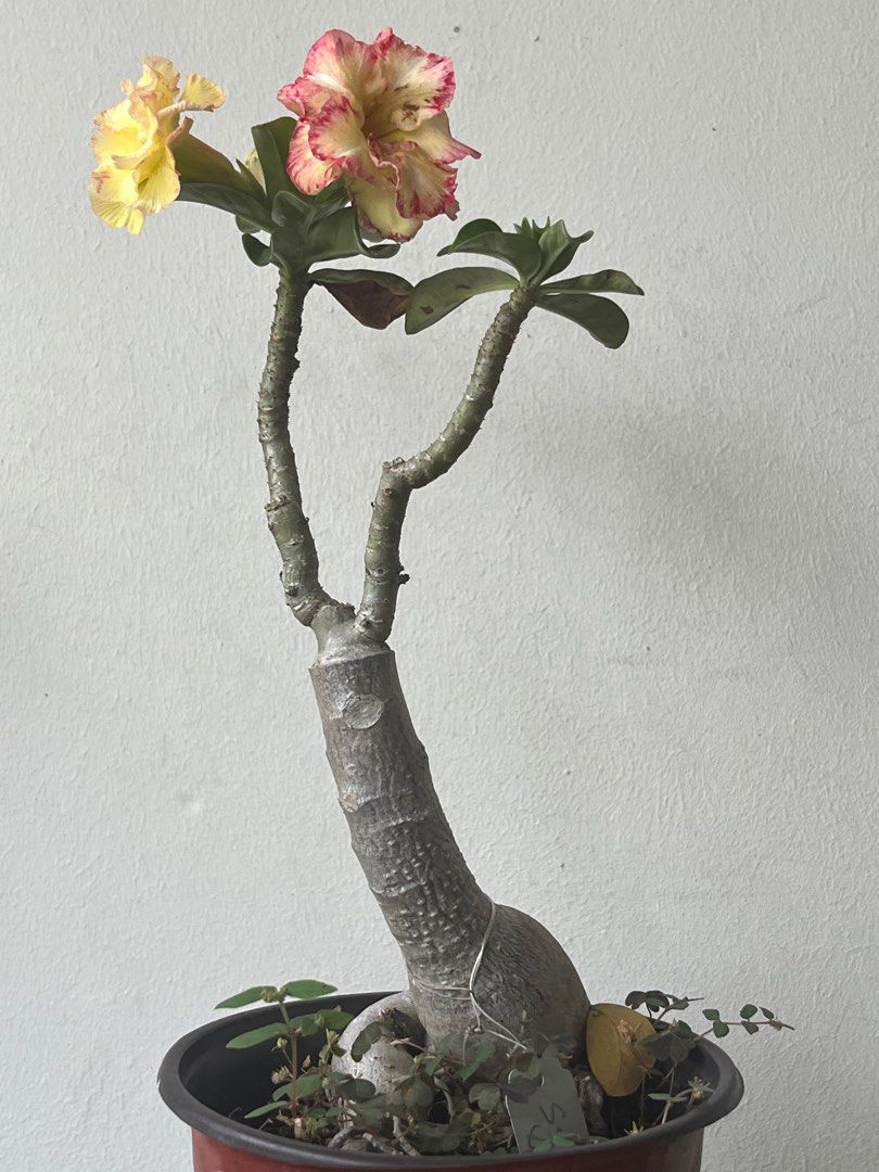 Grafted Adenium SG92, Furniture & Home Living, Gardening, Plants ...