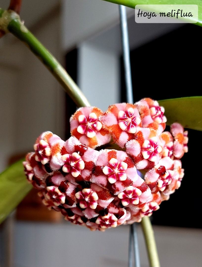 Hoya rotundiflora/ meliflua/ micrantha/ crassipetiolata, Furniture ...