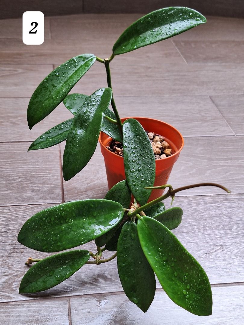 Hoya rotundiflora/ meliflua/ micrantha/ crassipetiolata, Furniture ...