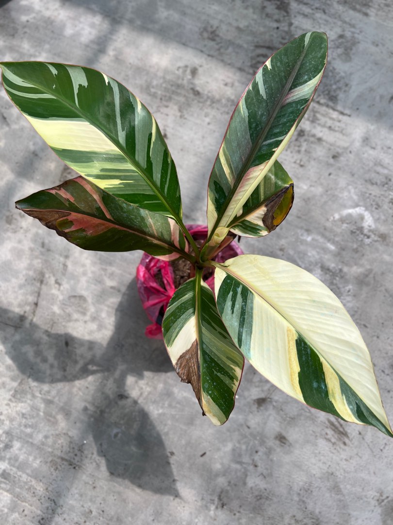 Nono Banana pink variegated /Musa Nono, Furniture & Home Living ...