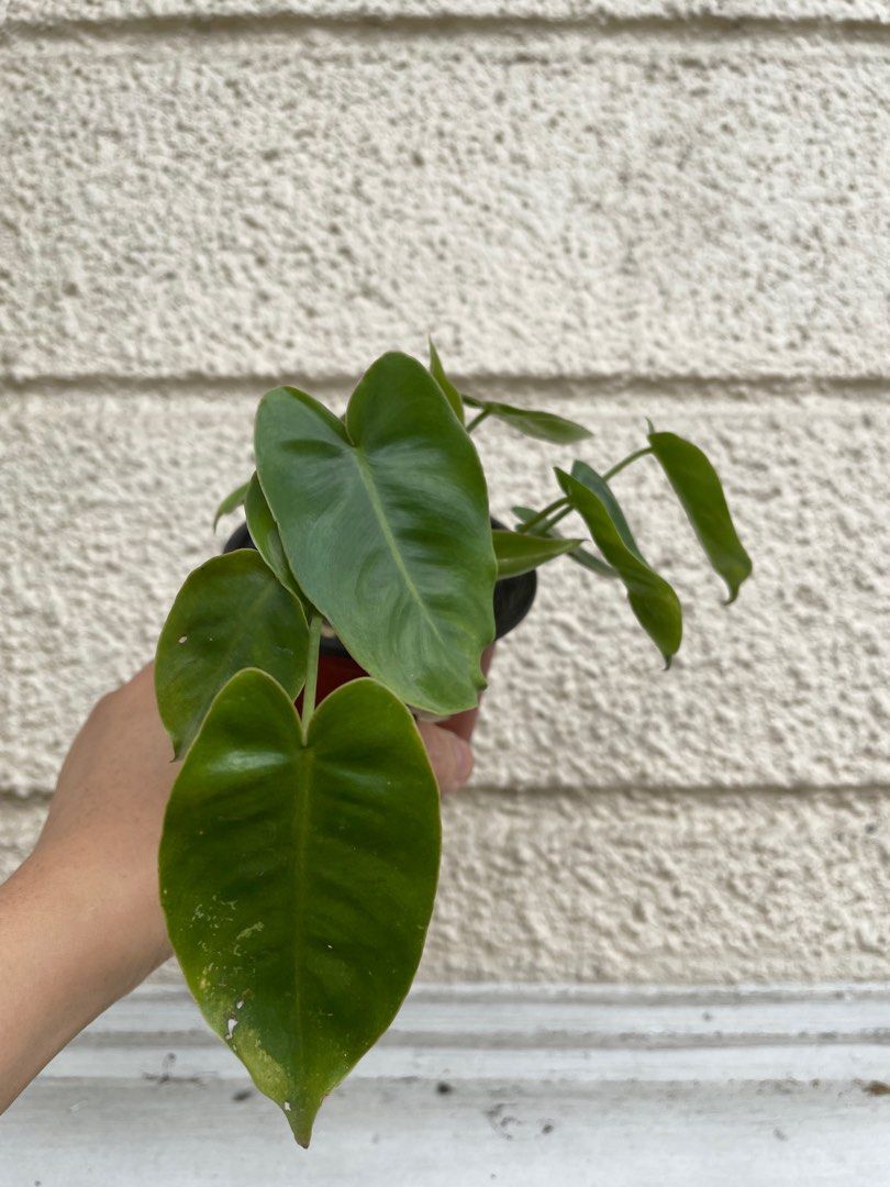 Reverted Dwarf Philodendron Burle Marx in a Pot, Furniture & Home ...