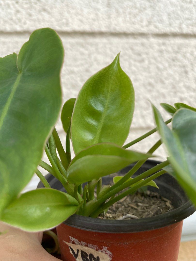 Reverted Dwarf Philodendron Burle Marx in a Pot, Furniture & Home ...