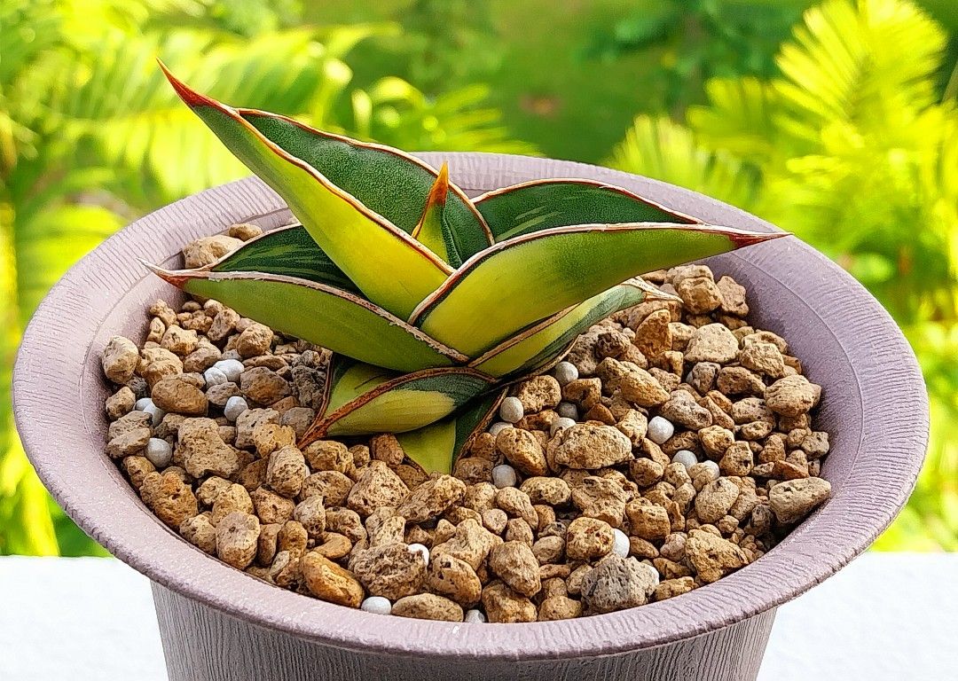 Rorida Variegated (Sansevieria), Furniture & Home Living, Gardening ...