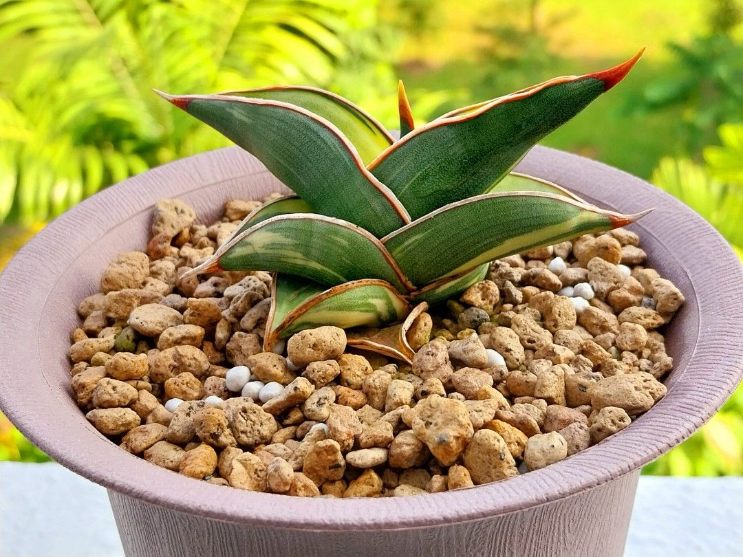 Rorida Variegated (Sansevieria), Furniture & Home Living, Gardening ...