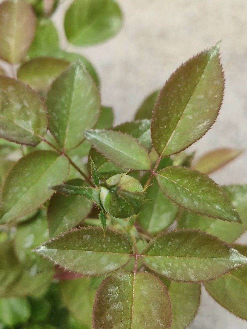 Rose Mona Lisa, Furniture & Home Living, Gardening, Plants & Seeds on ...