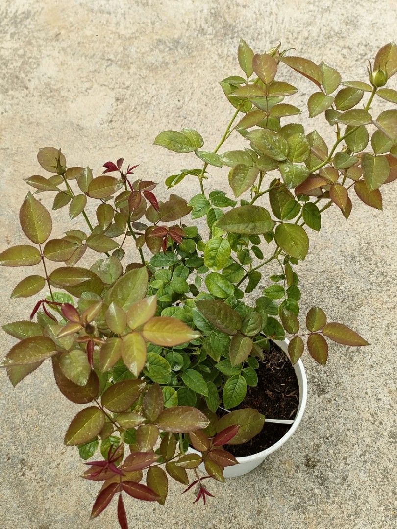 Rose Mona Lisa, Furniture & Home Living, Gardening, Plants & Seeds on ...