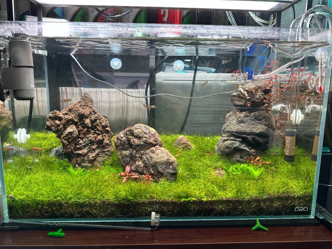 ADA fish tank fully done, Pet Supplies, Homes & Other Pet Accessories ...