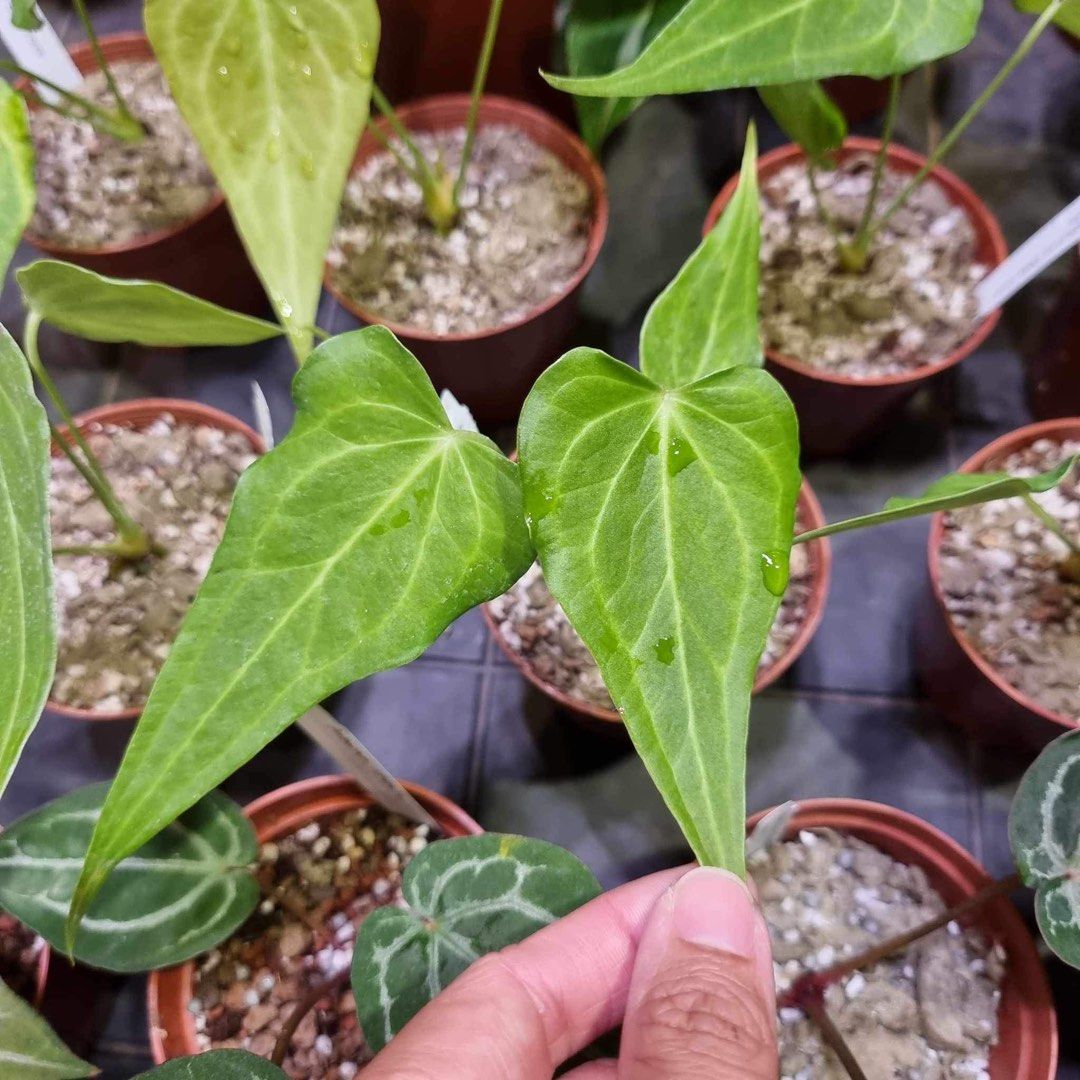 Anthurium 'Delta Force', Furniture & Home Living, Gardening, Plants ...