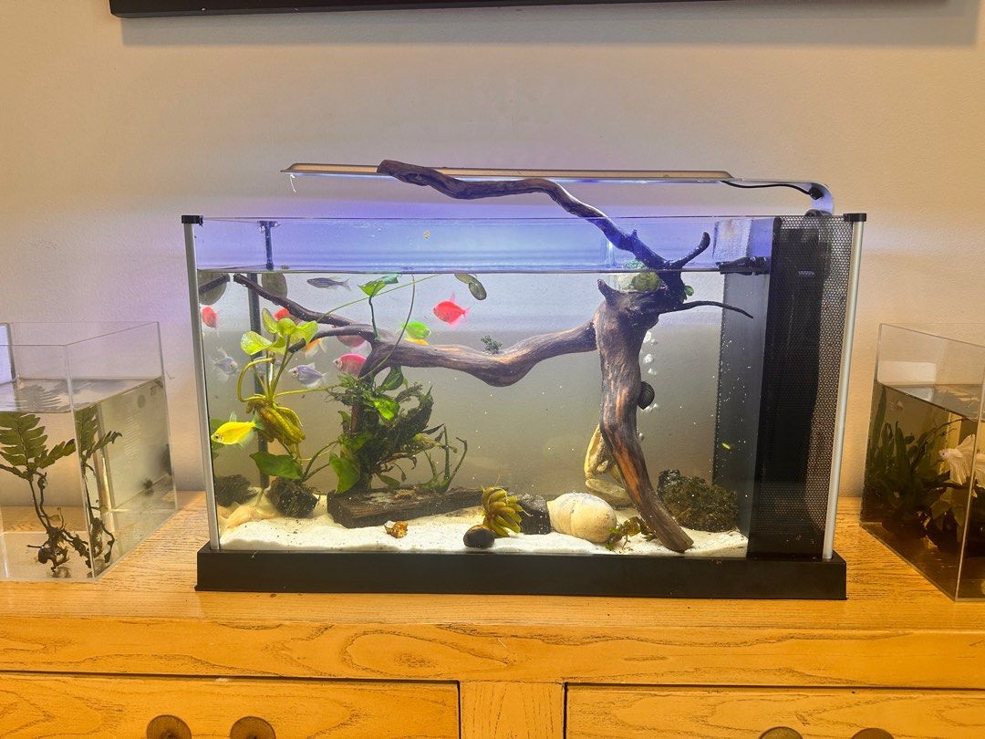 Fluval Spec 19 litre aquarium / fish tank, Pet Supplies, Homes & Other ...