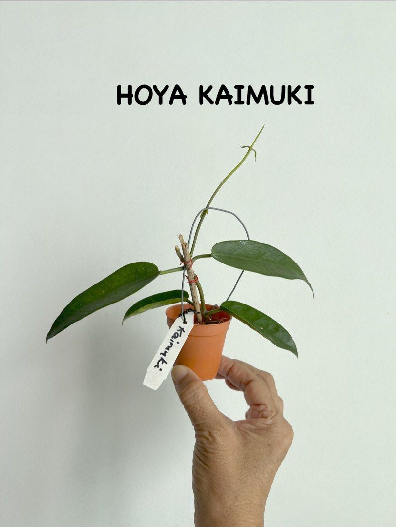 HOYA KAIMUKI (RARE) - $10.50, Furniture & Home Living, Gardening ...
