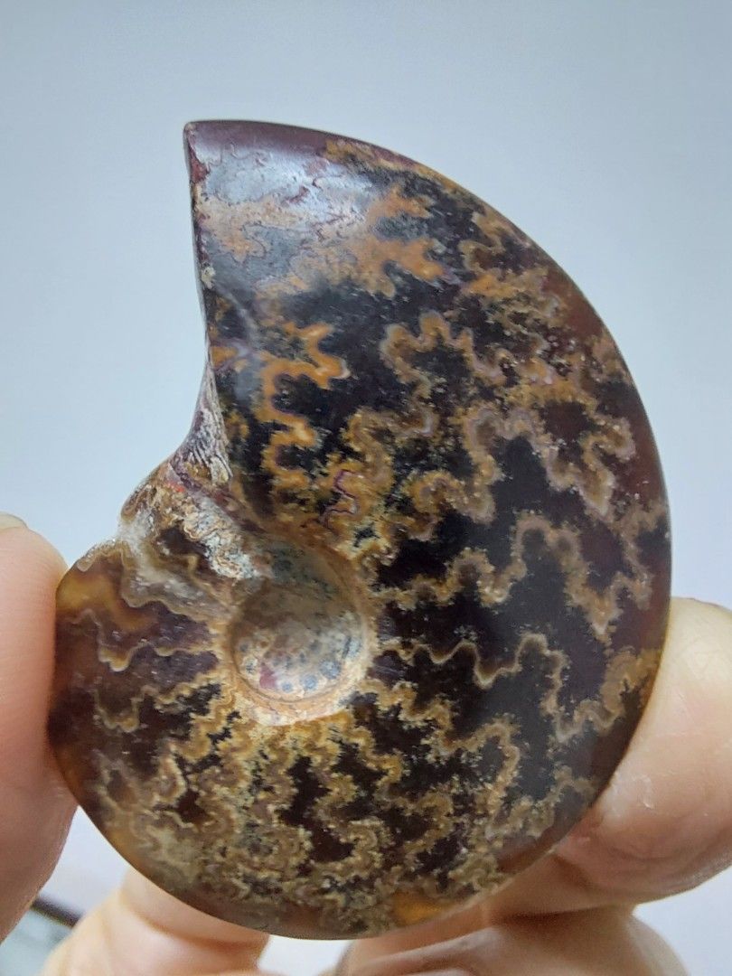 Natural Ammonite fossil (batu fosil siput semulajadi), Hobbies & Toys ...