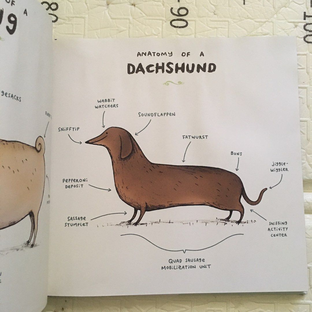 PRELOVED Animal Anatomy by Sophie Corrigan, Hobbies & Toys, Books ...