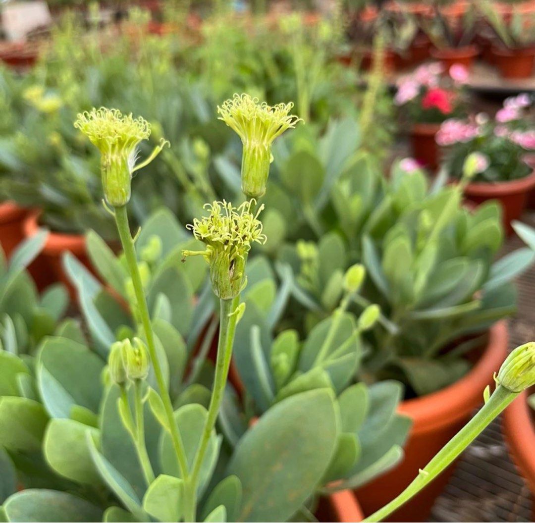 Senecio Ampliflorus (0.5m), Furniture & Home Living, Gardening, Plants ...