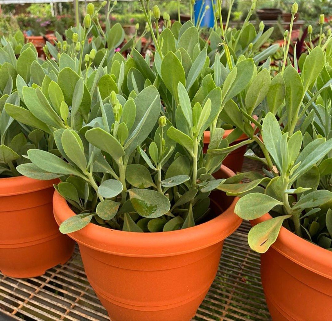 Senecio Ampliflorus (0.5m), Furniture & Home Living, Gardening, Plants ...