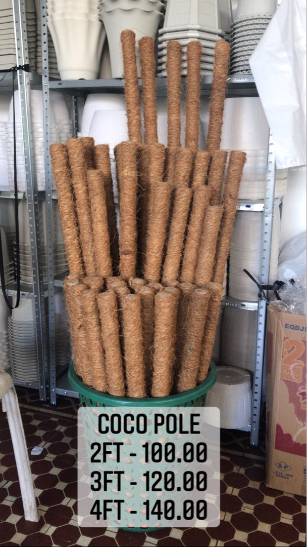 Coco Pole, Furniture & Home Living, Gardening, Pots & Planters on Carousell