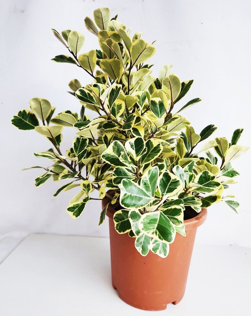 Ficus Triangularis Variegata [Large], Furniture & Home Living ...