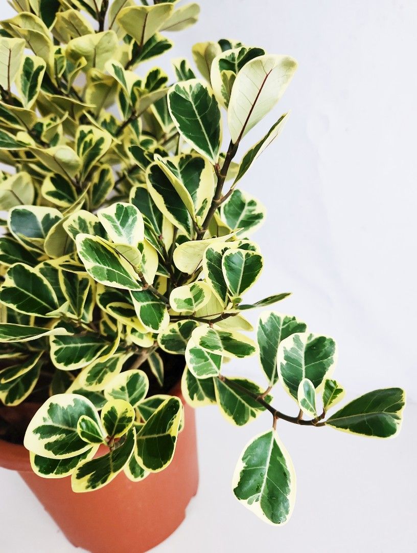 Ficus Triangularis Variegata [Large], Furniture & Home Living ...
