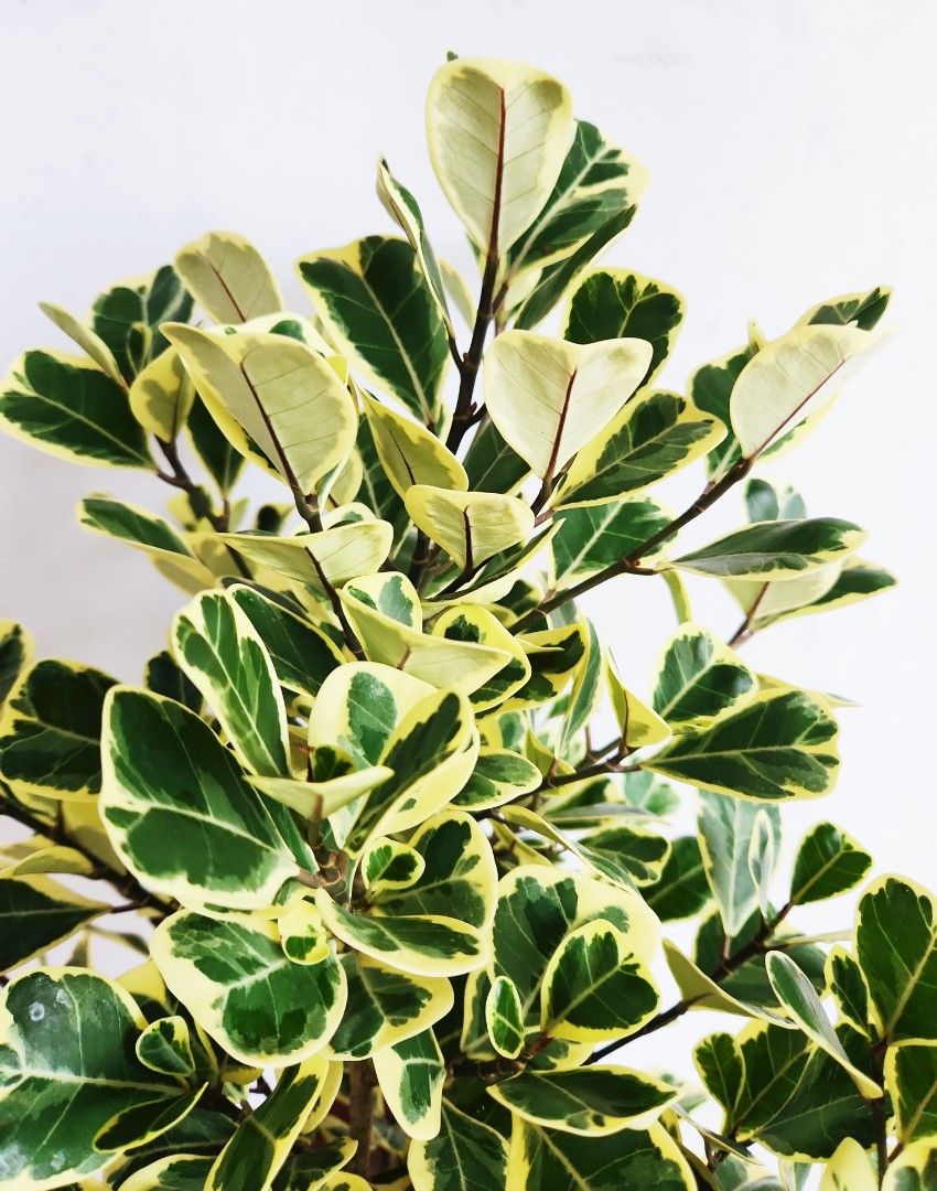 Ficus Triangularis Variegata [Large], Furniture & Home Living ...