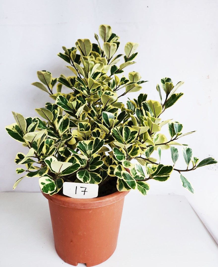 Ficus Triangularis Variegata [Large], Furniture & Home Living ...