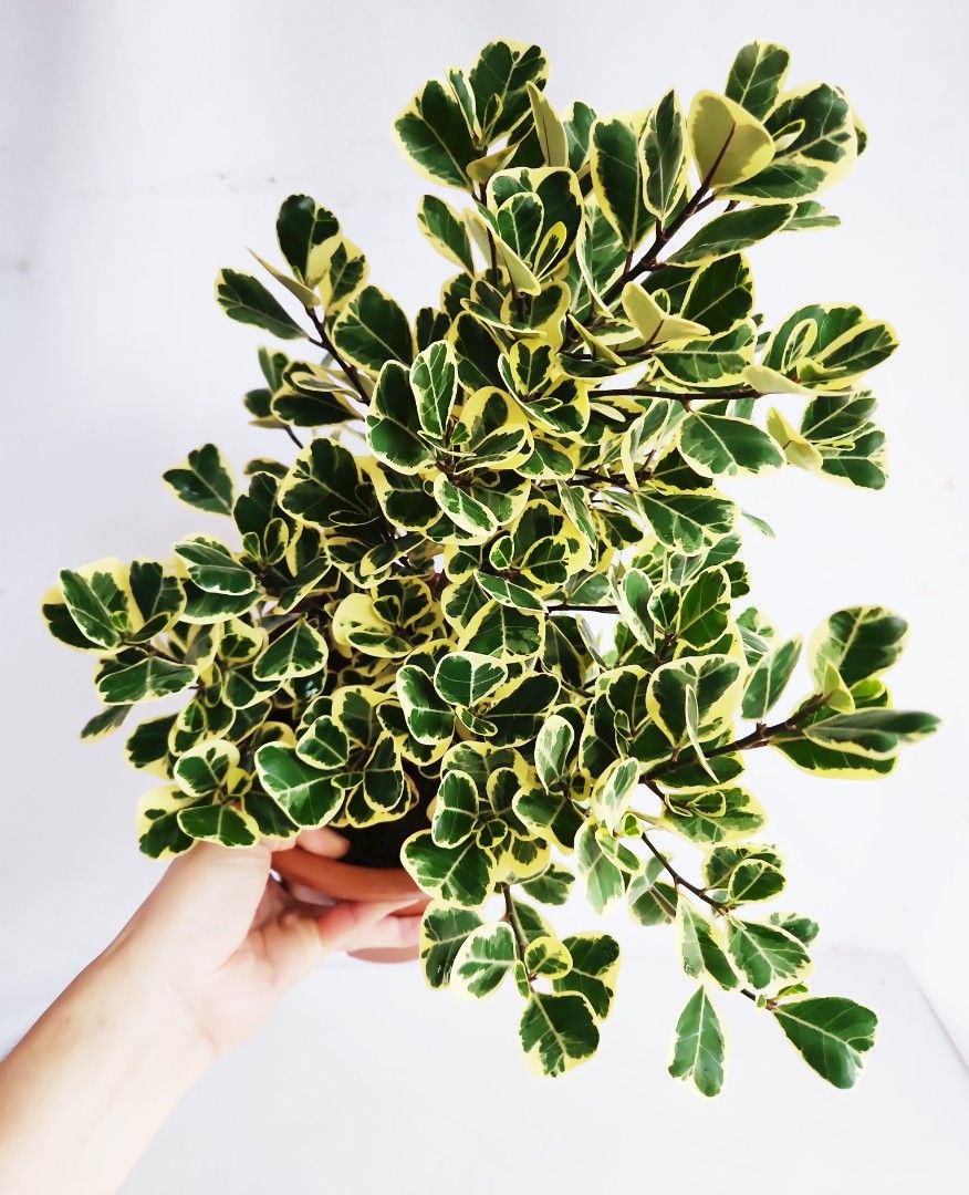 Ficus Triangularis Variegata [Large], Furniture & Home Living ...