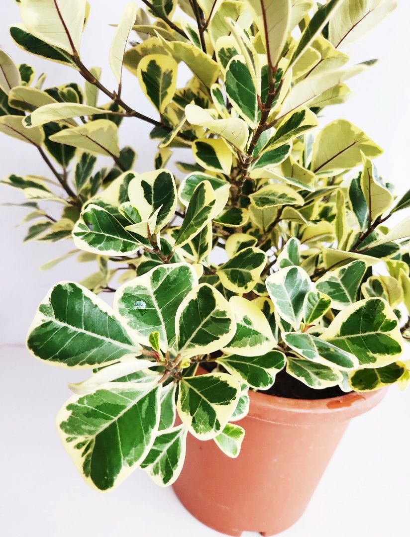 Ficus Triangularis Variegata [Large], Furniture & Home Living ...