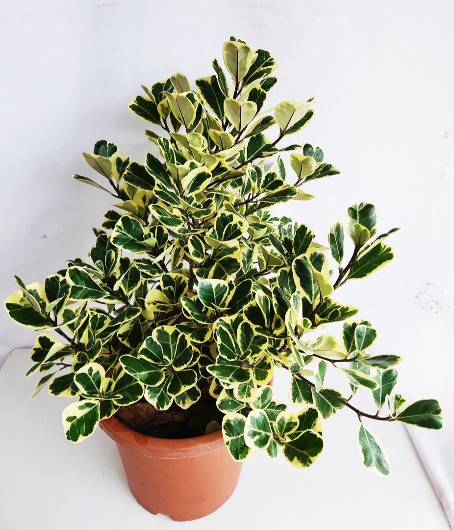 Ficus Triangularis Variegata [Large], Furniture & Home Living ...
